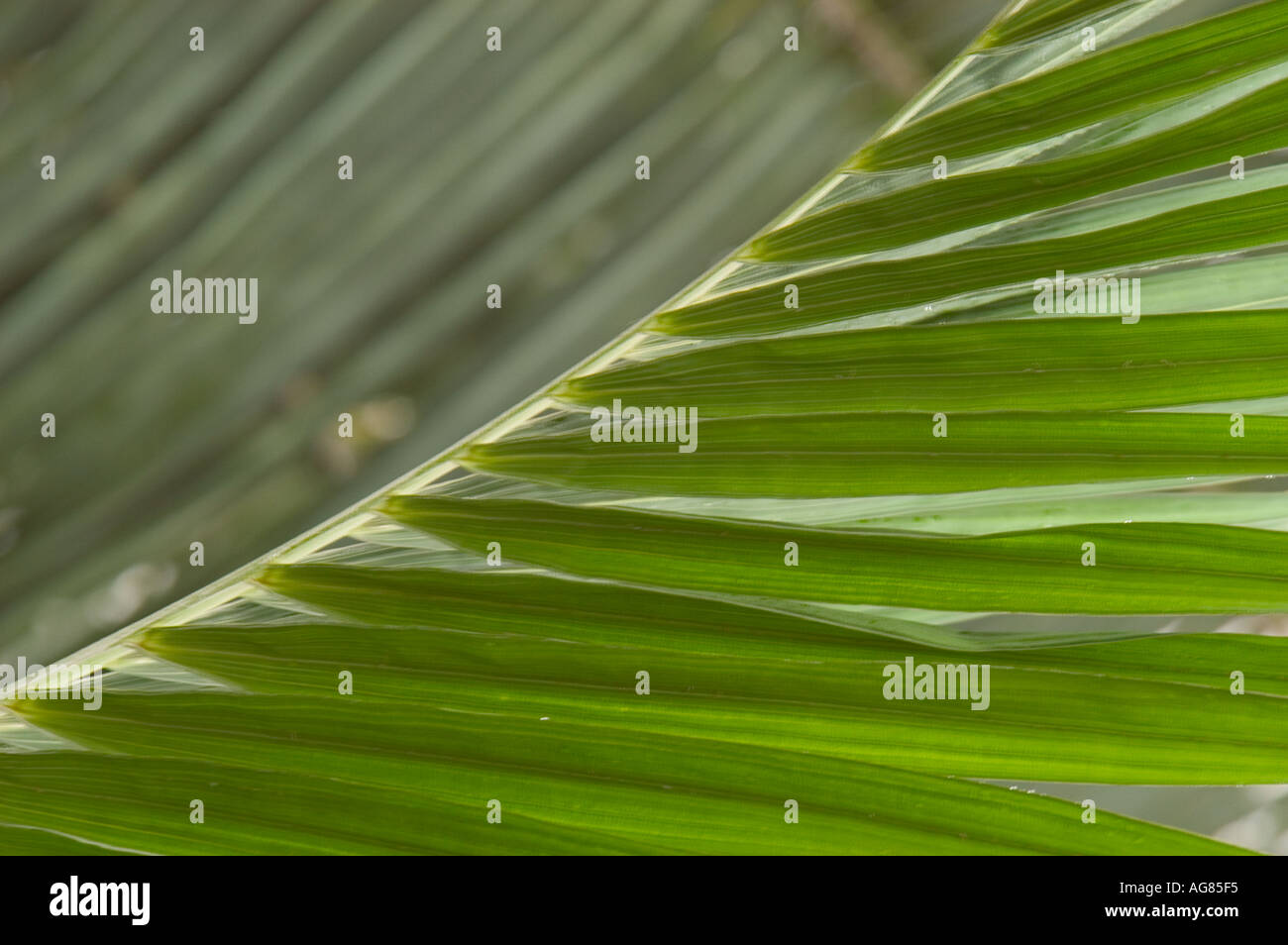 Palm leaf patterns Stock Photo - Alamy