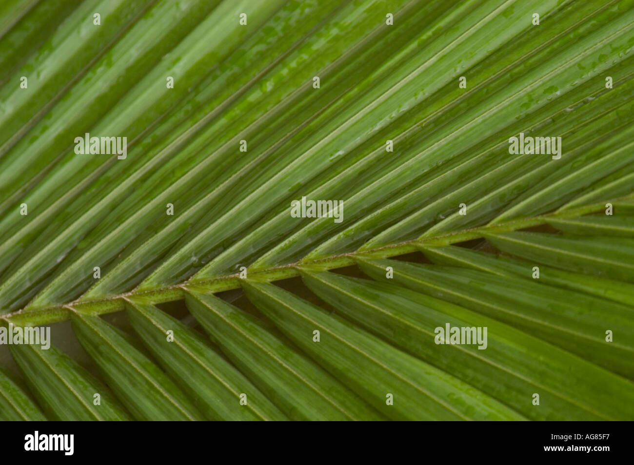 Palm leaf patterns Stock Photo - Alamy