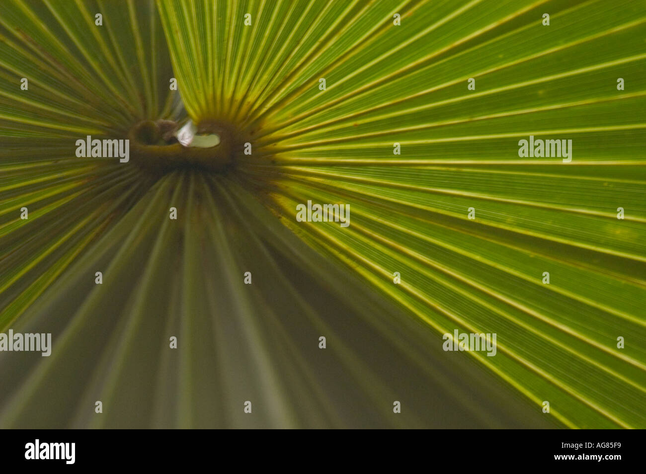 Palm leaf patterns Stock Photo - Alamy