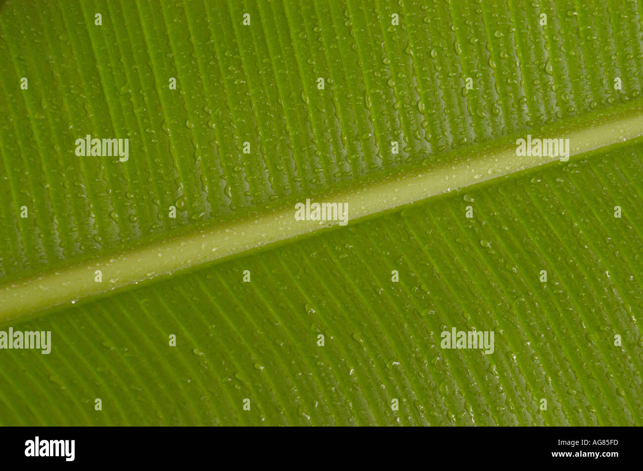 Palm leaf patterns Stock Photo - Alamy