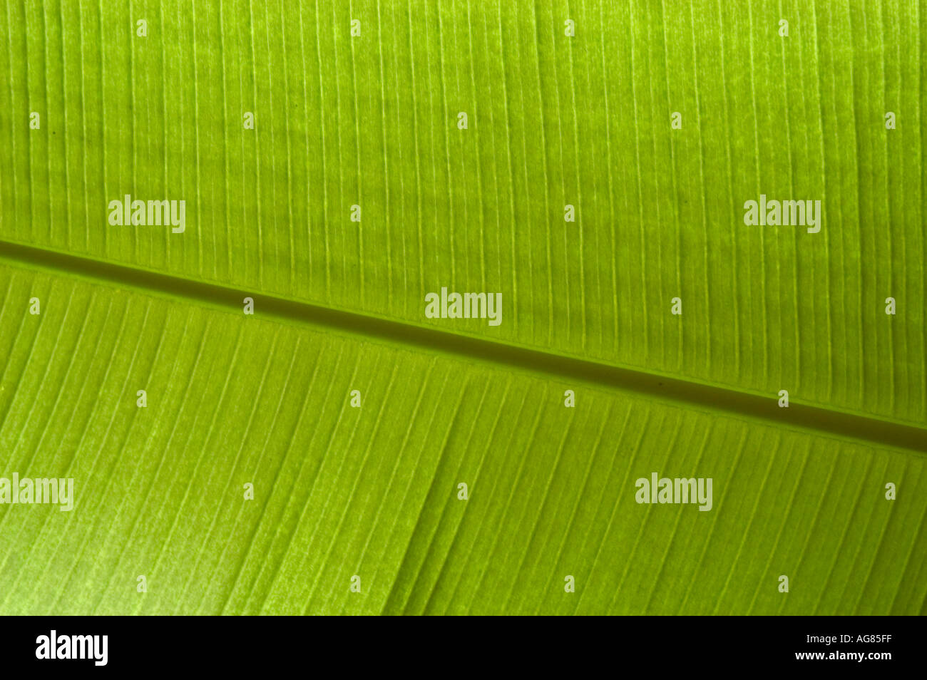 Palm leaf patterns Stock Photo - Alamy
