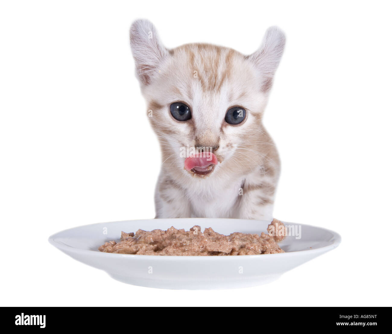 Kitten eating food from saucer isolated on white Stock Photo - Alamy