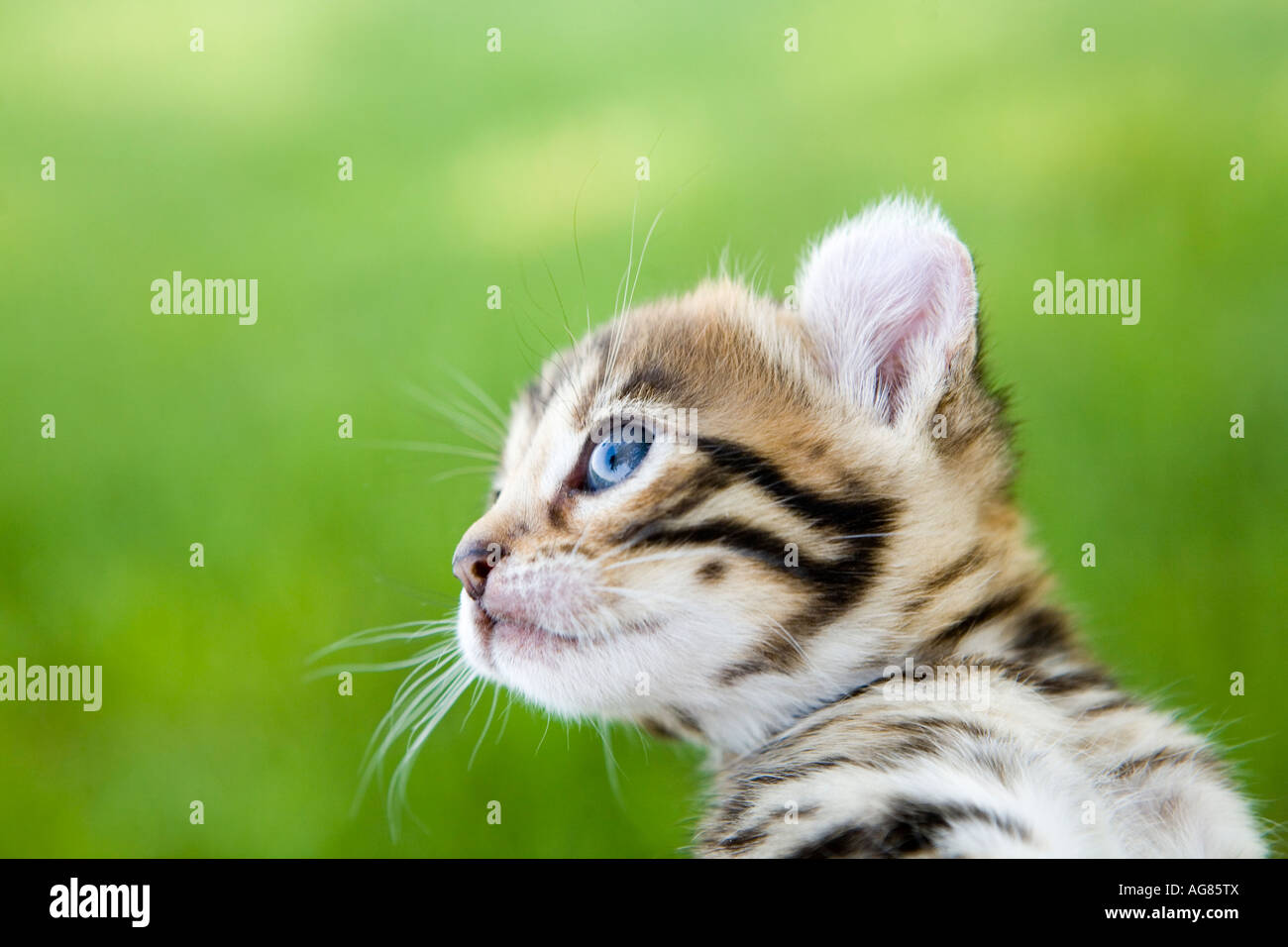 Kitten profile head shot against green background Stock Photo - Alamy
