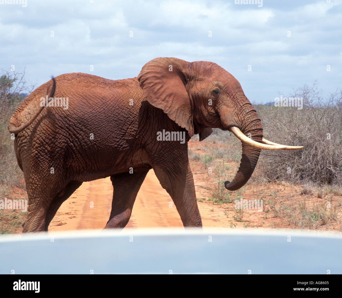 African elephant viewed from a safari jeep Stock Photo - Alamy