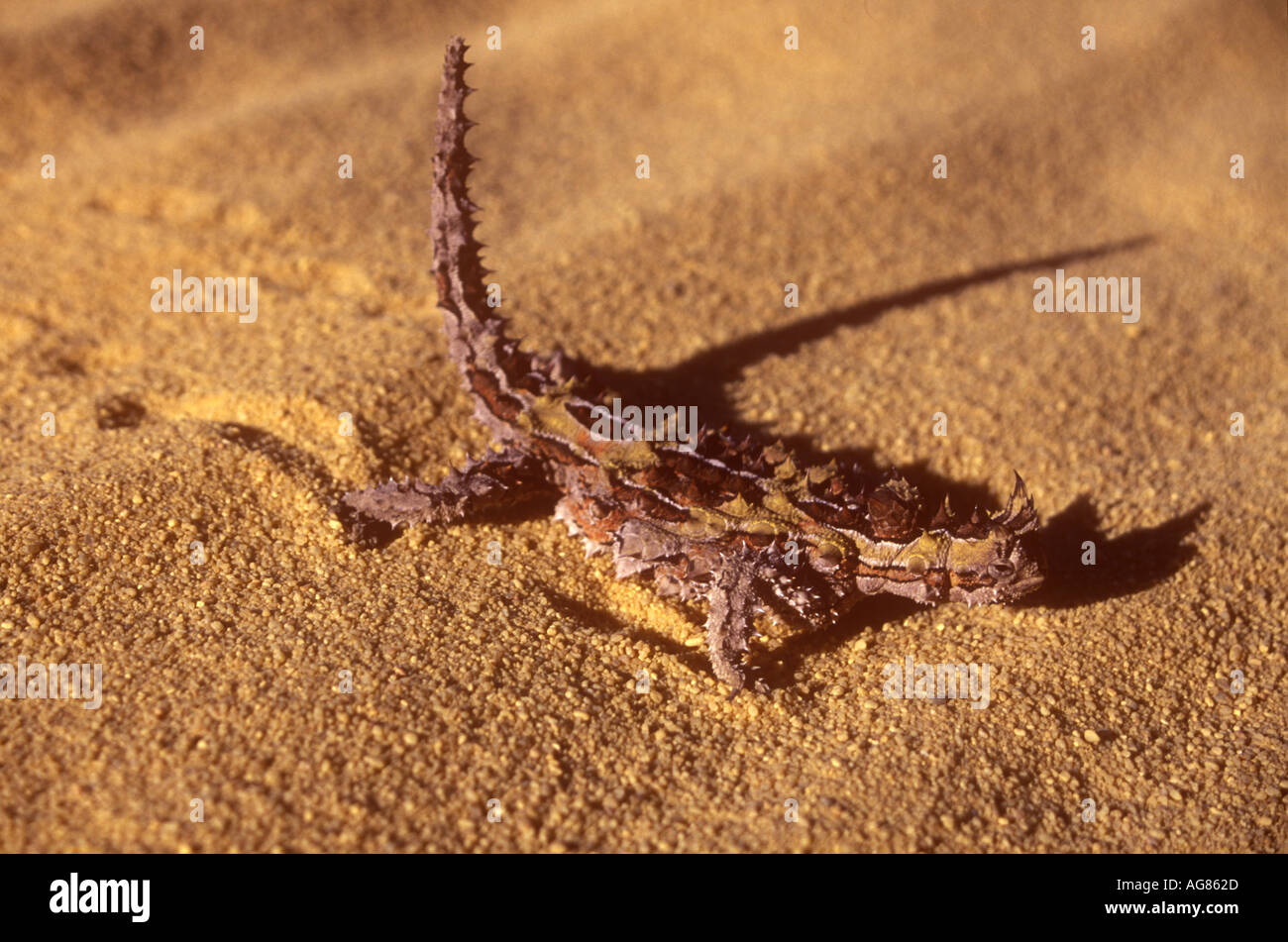 AUSTRALIA Western Australia Kalbarri National Park A thorny devil ...