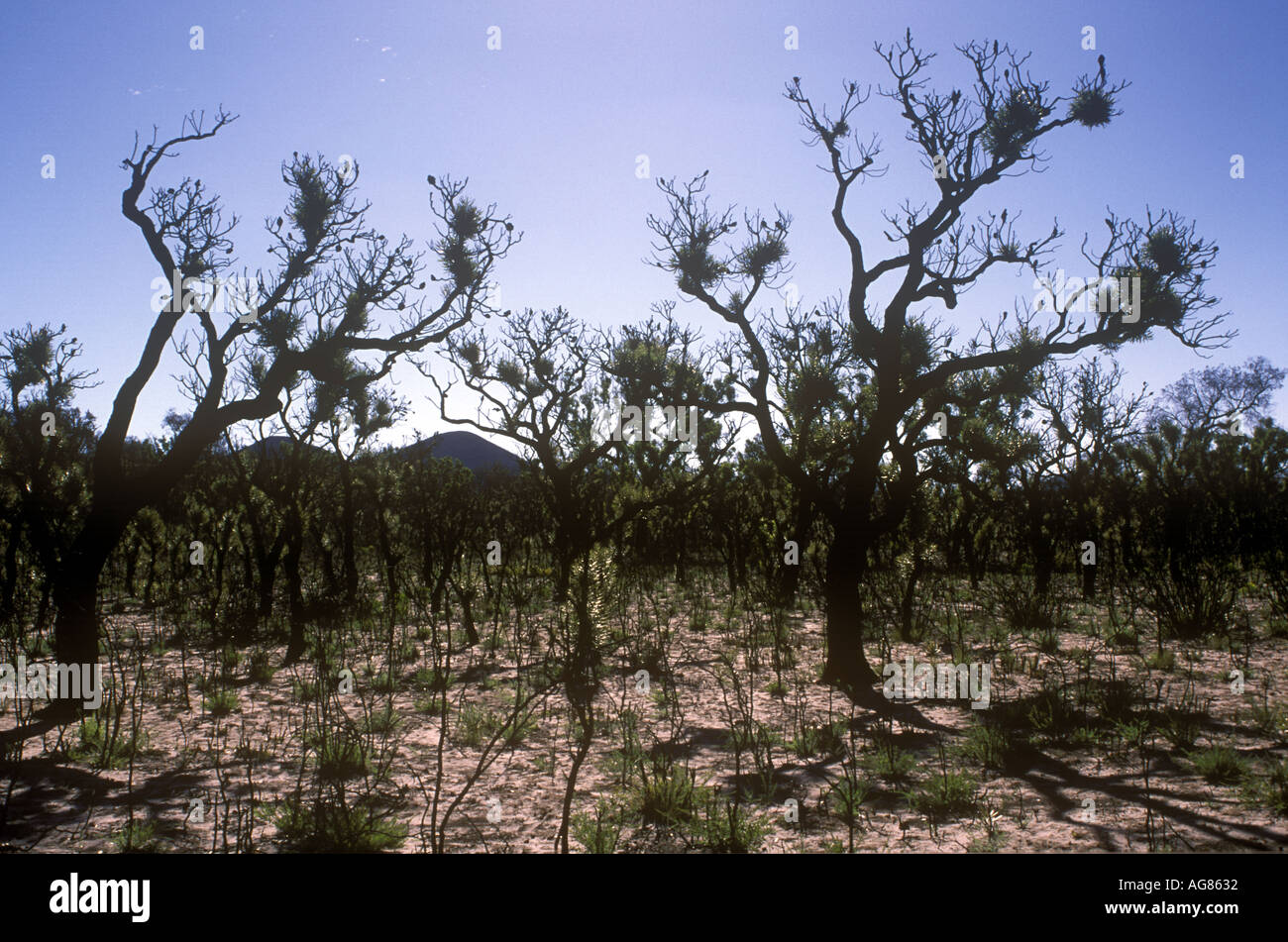AUSTRALIA Western Australia Stirling Range National Park Native bush ...