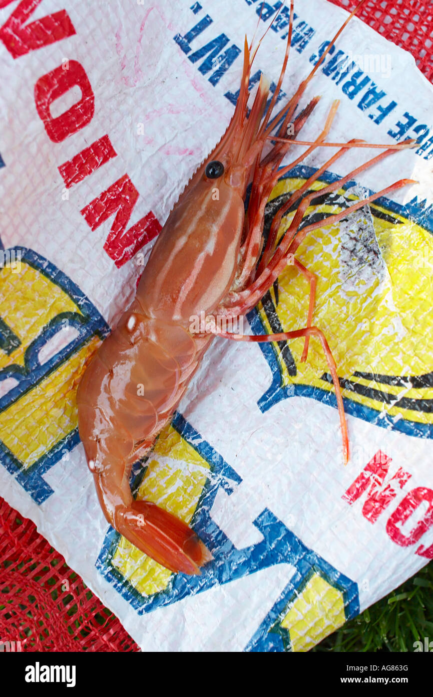 Spot prawns harvested via recreational fishing Sunshine Coast British ...