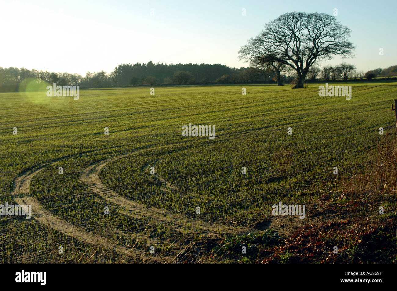 Tracks in an autumn field Stock Photo - Alamy