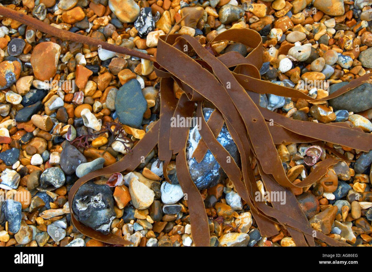 Washed up seaweed on Lancing beach Stock Photo - Alamy