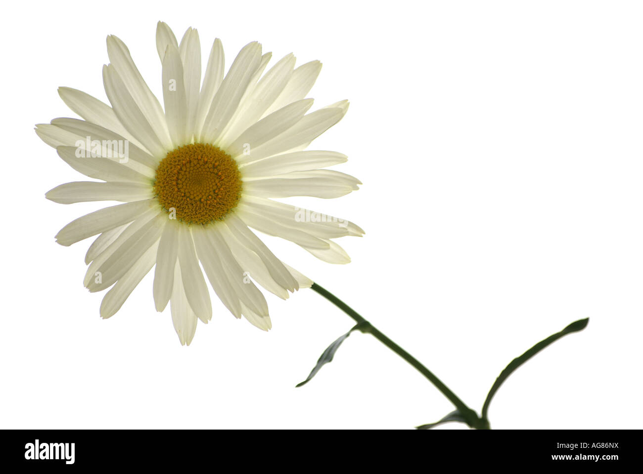 Flower petals Cut Out Stock Images & Pictures - Alamy