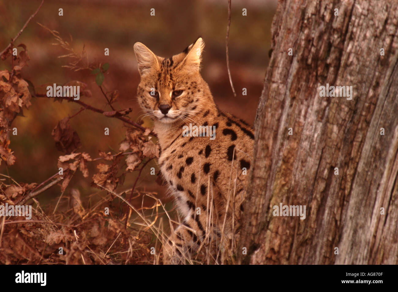 Adult serval portrait Stock Photo - Alamy