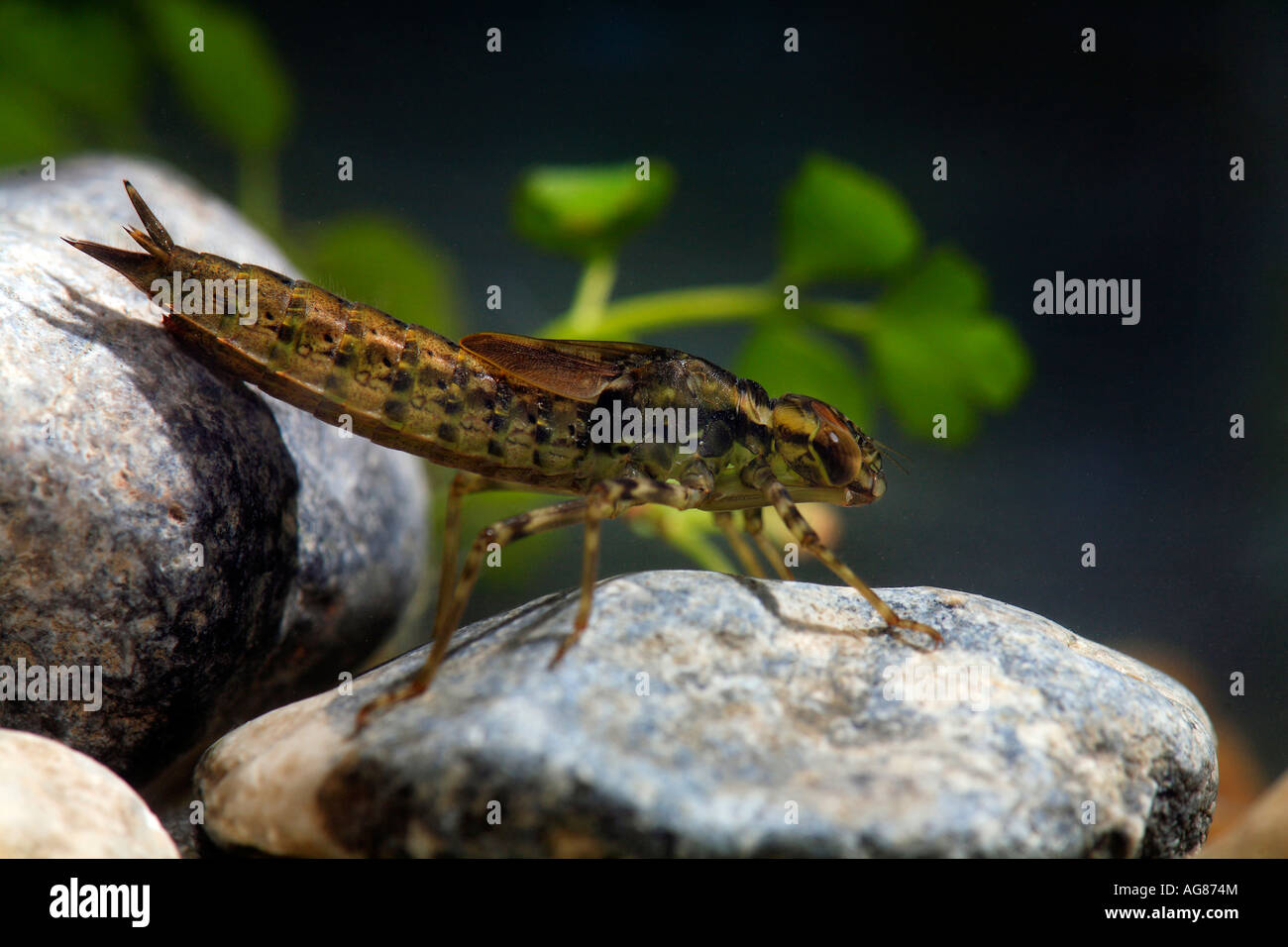 Emperor dragonfly Anax imperator nymph larva Spain Europe Stock Photo ...