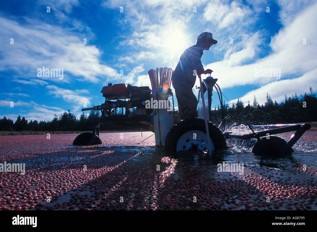 Cranberry harvesting machine hi-res stock photography and images - Alamy