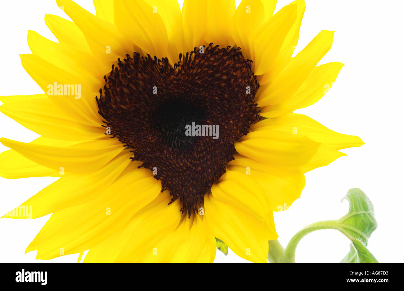 Sunflower with center altered to have heart shape Stock Photo - Alamy