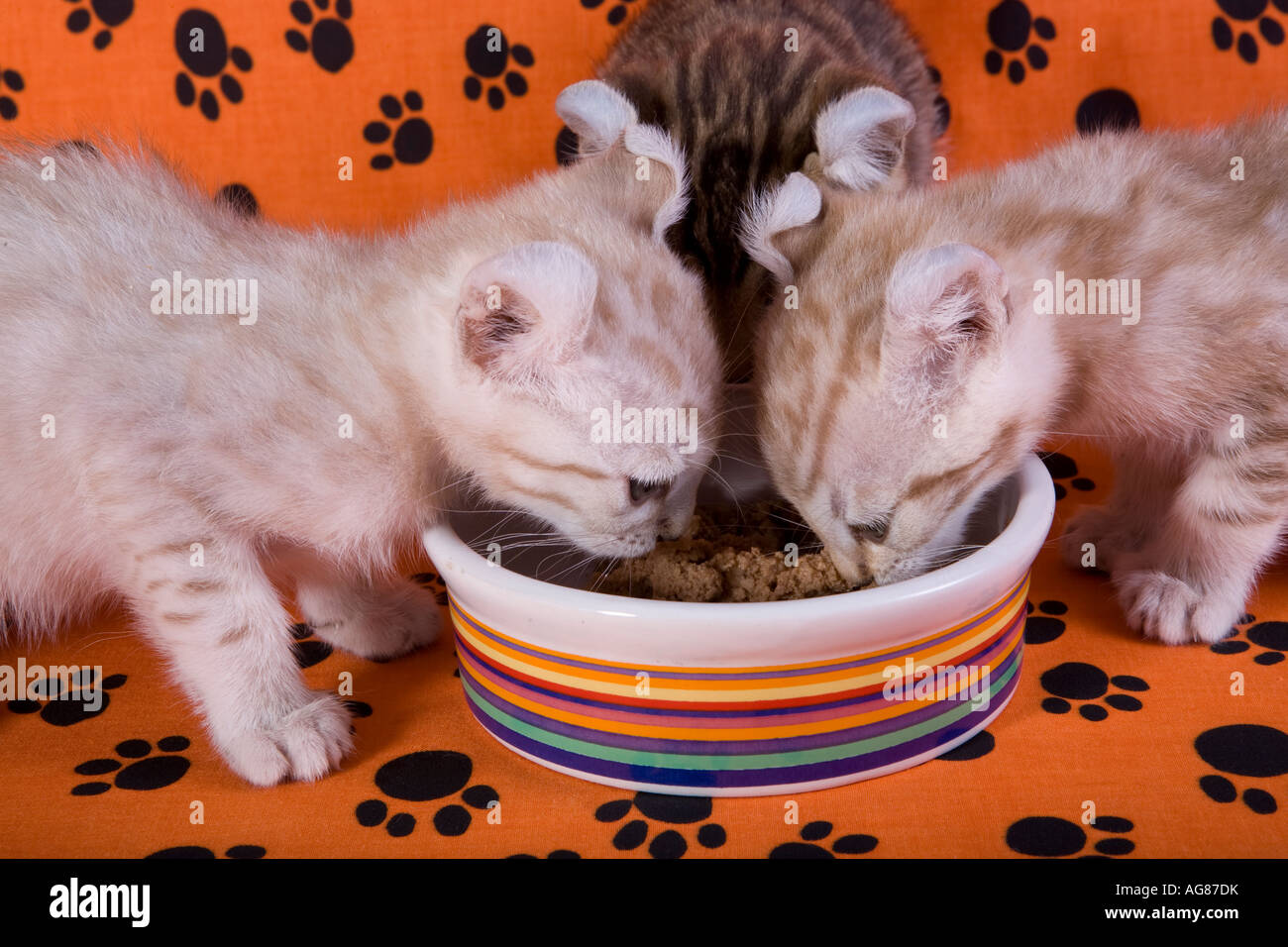Three Kittens eating food from dish on orange background with black paw ...