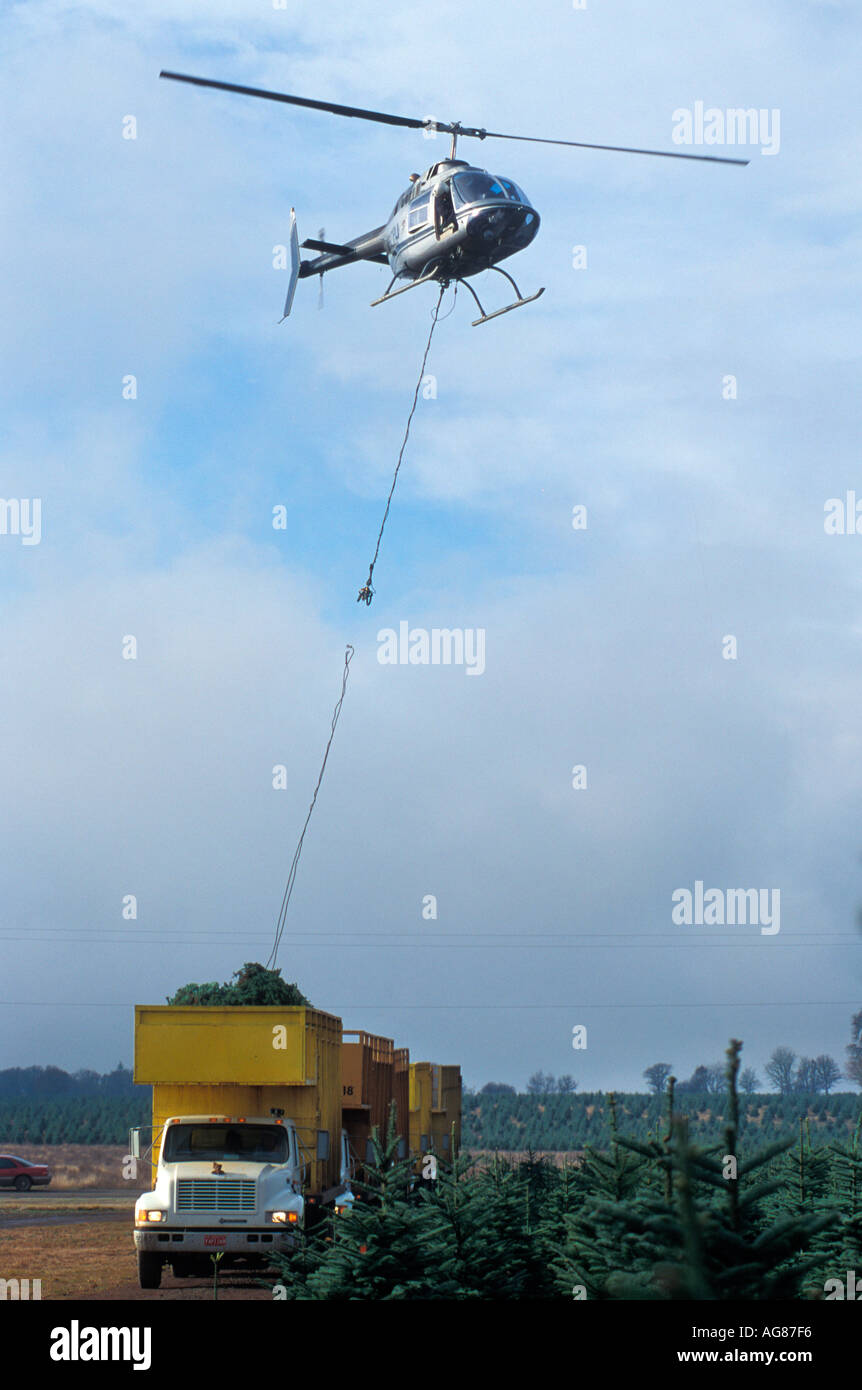 Harvesting Christmas trees with a helicopter Stock Photo - Alamy