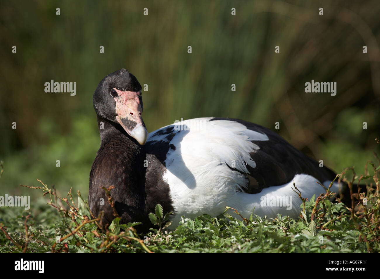 Magpie Goose (captive Stock Photo - Alamy