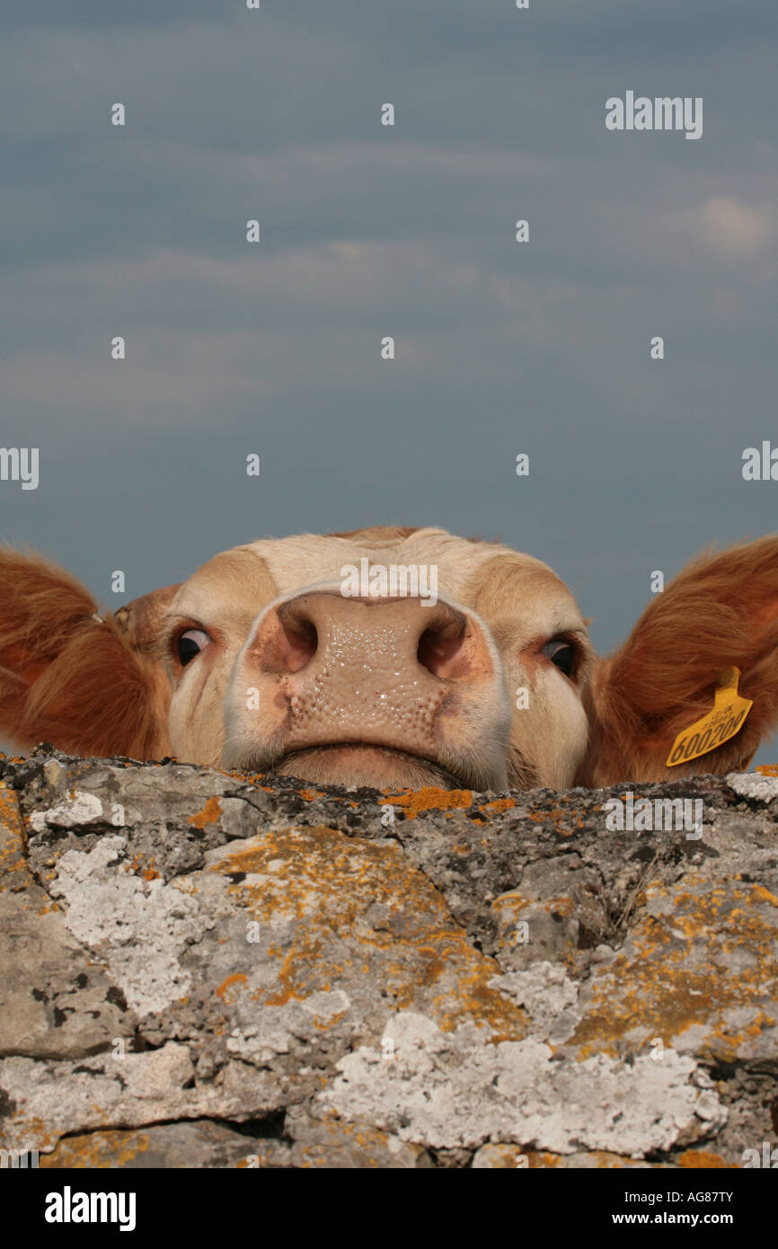 Cow looking over a stone wall Stock Photo - Alamy