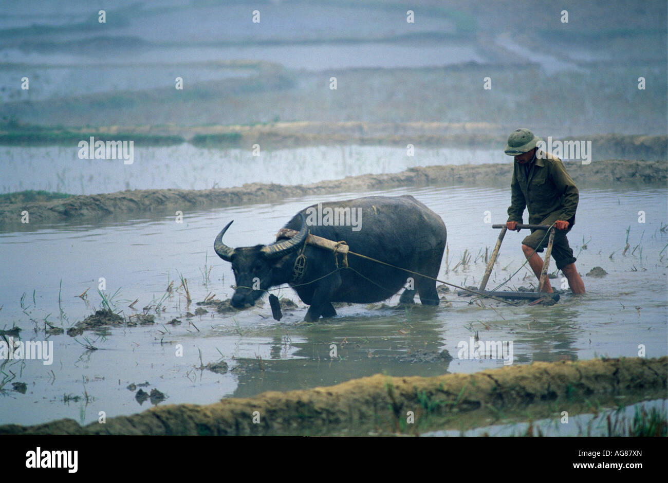 Vietnam Tuan Giao Man plowing rice field with water buffalo Stock Photo ...