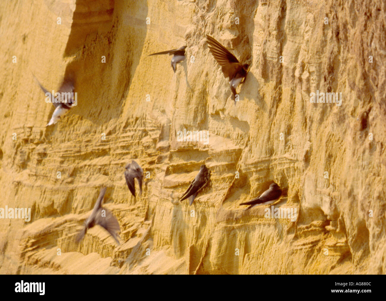 SAND MARTINS ON CLIFFS HAPPISBURGH NORFOLK EAST ANGLIA ENGLAND UK Stock ...