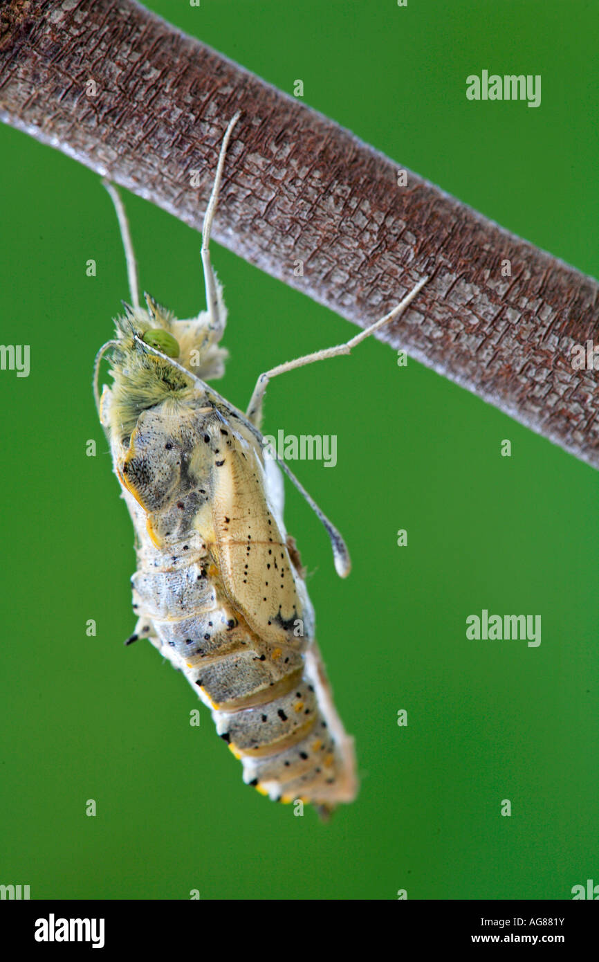 Cabbage white butterfly Pieris brassicae adult emerging from pupa Spain ...
