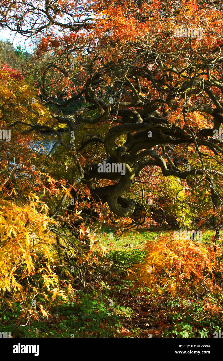 twisted tree trunk Stock Photo - Alamy