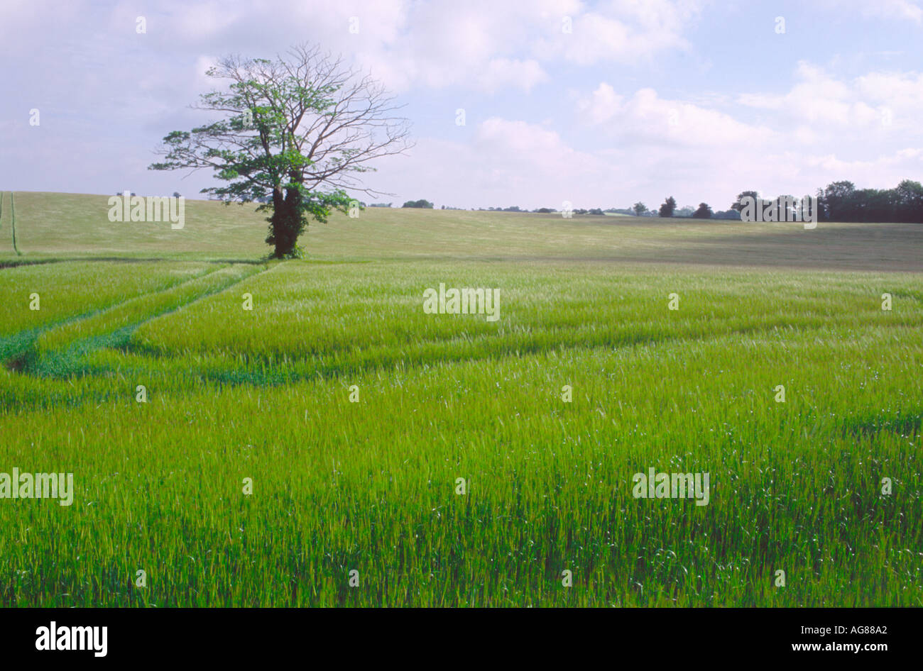 FARM LAND CROPS AND TREE NEAR HOLT NORTH NORFOLK EAST ANGLIA ENGLAND UK ...