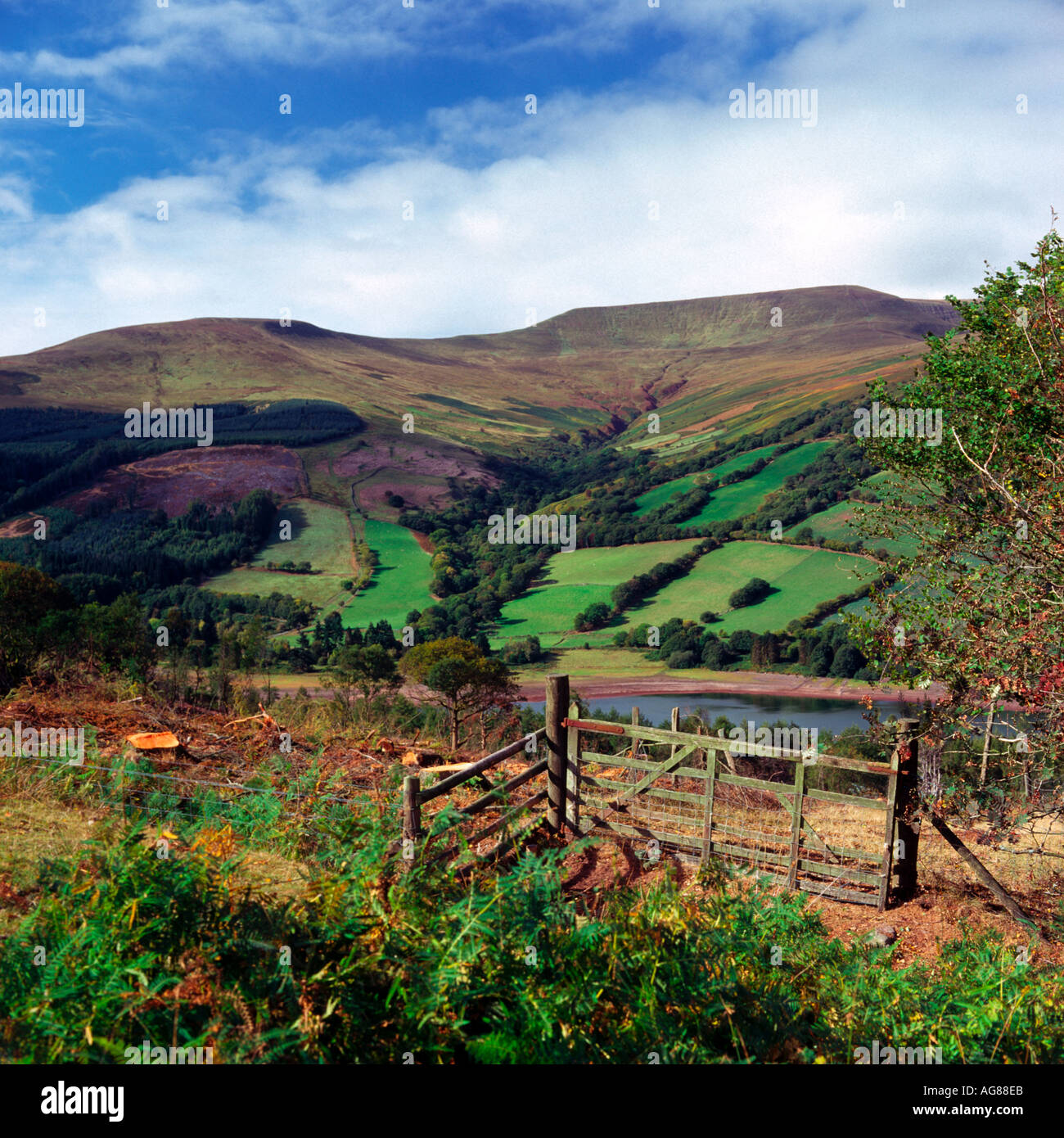 Talybont forest hi-res stock photography and images - Alamy