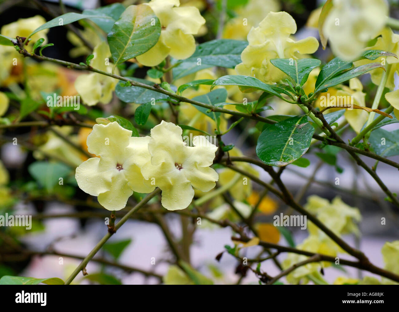 Lady of the night plant hi-res stock photography and images - Alamy