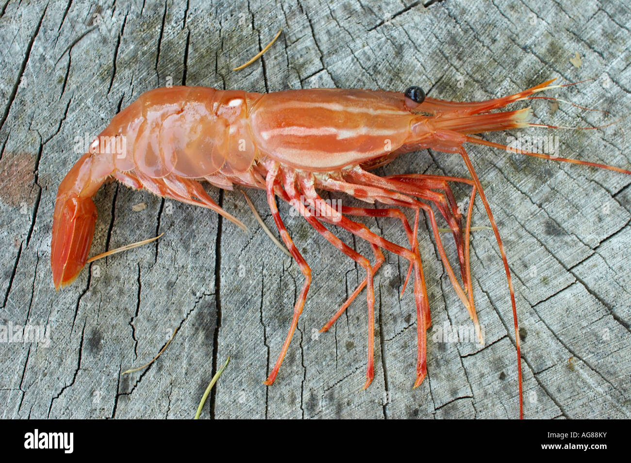 Spot prawn hi-res stock photography and images - Alamy
