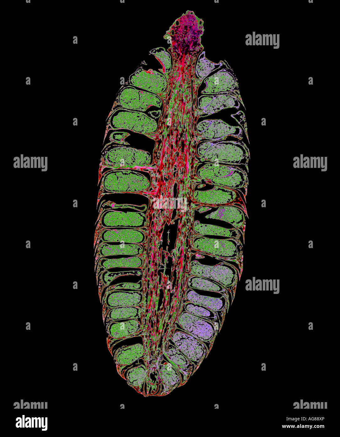 MALE PINE CONE (Pinus) cone section Stock Photo - Alamy