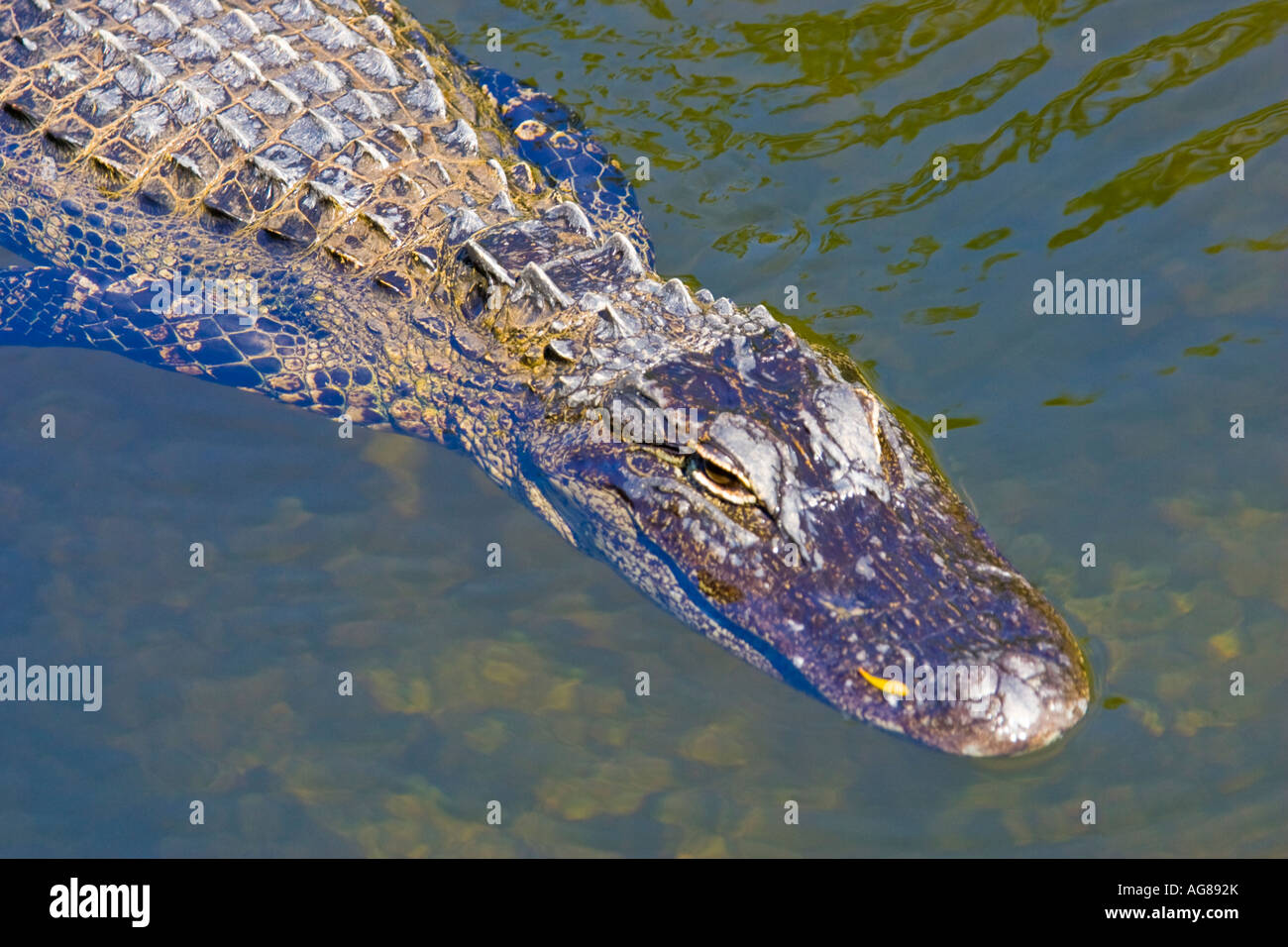 American Alligator in water. Alligator mississippiensis Stock Photo - Alamy