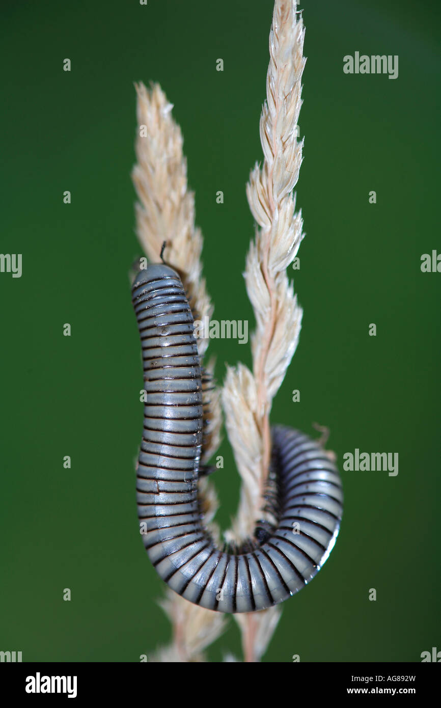 Millipede Julus terrestris climbing on ear of grass Spain Stock Photo ...