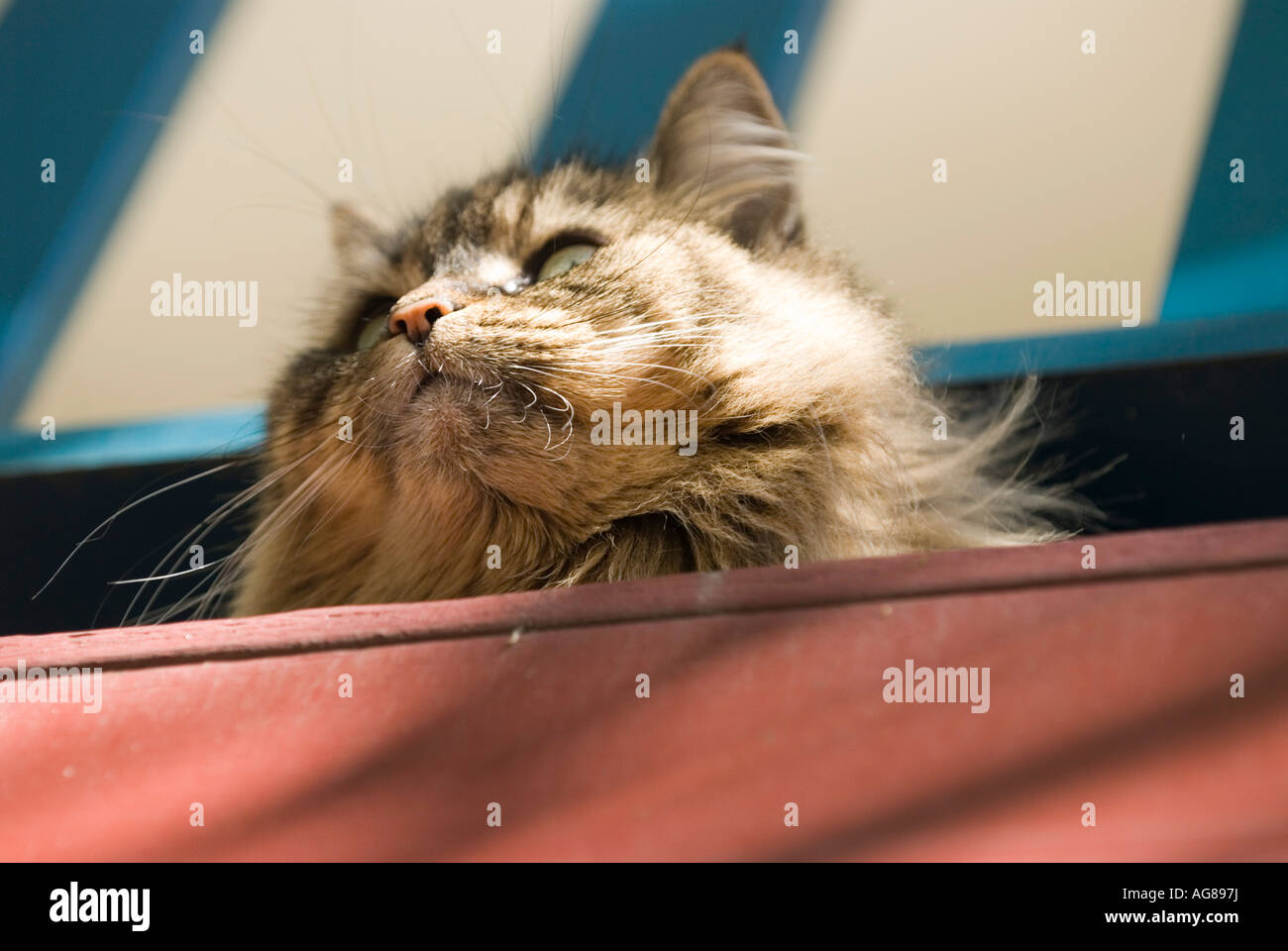 Fluffy cat looking over edge of upper story of house Stock Photo - Alamy