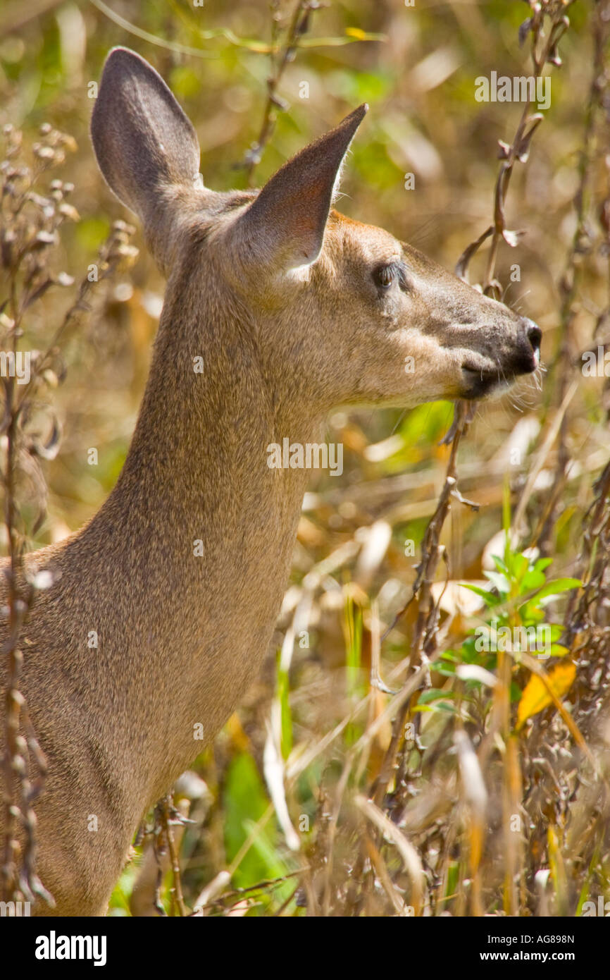 Female White-tailed Deer in Corkscrew Swamp Sanctuary. Odocoileus ...