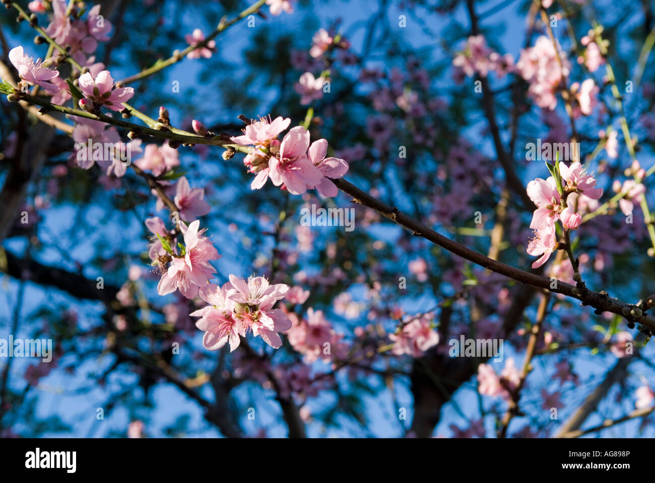 Tropical peach tree blossoms Brisbane Queensland Australia Stock Photo ...