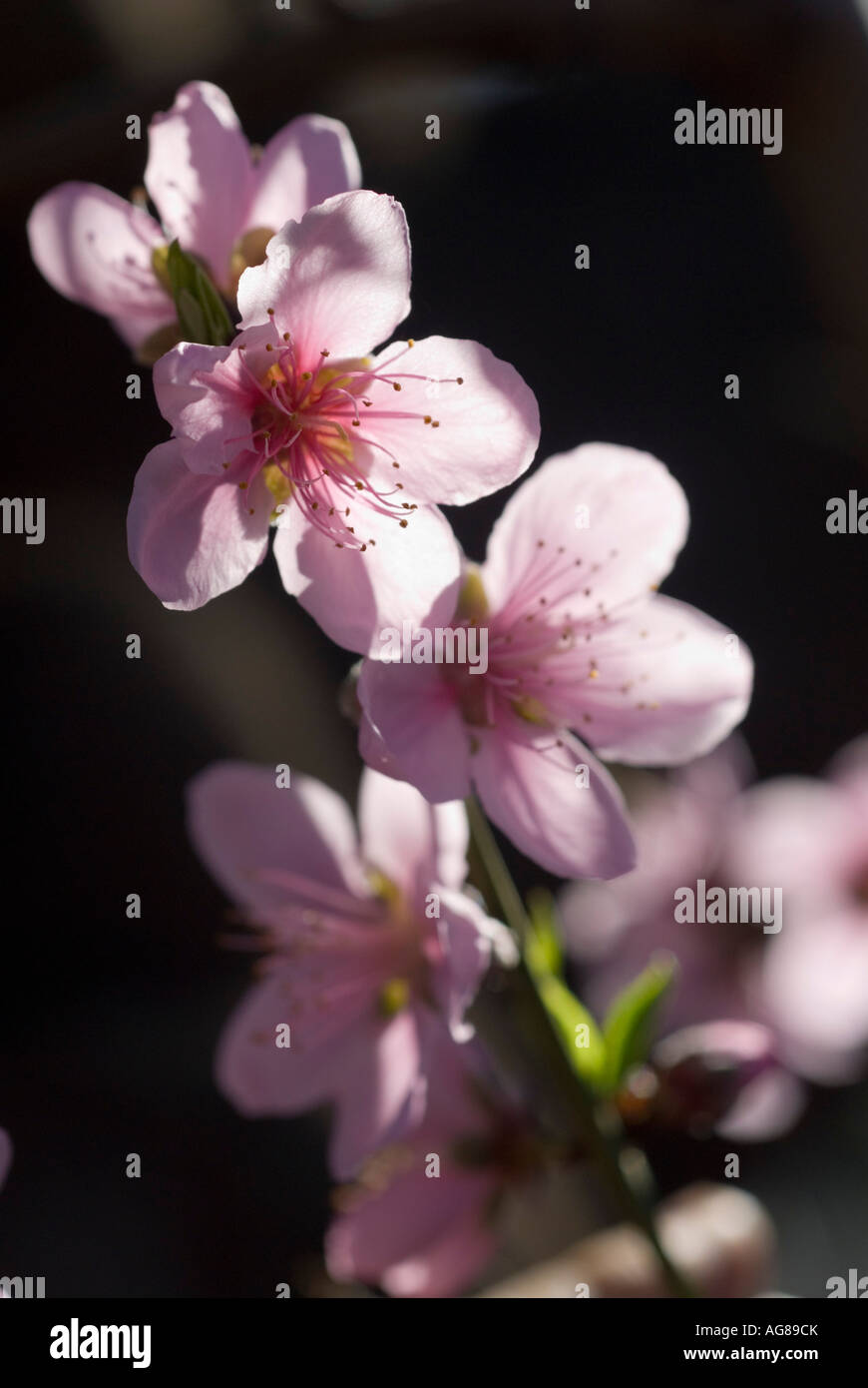 Tropical peach tree blossoms Brisbane Queensland Australia Stock Photo ...