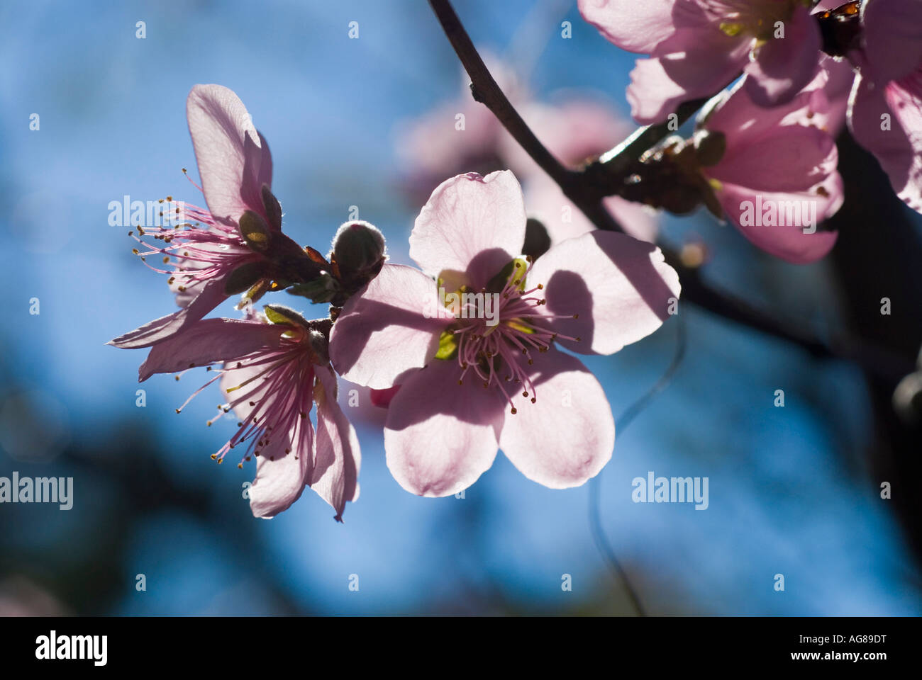 Tropical peach tree blossoms Brisbane Queensland Australia Stock Photo ...
