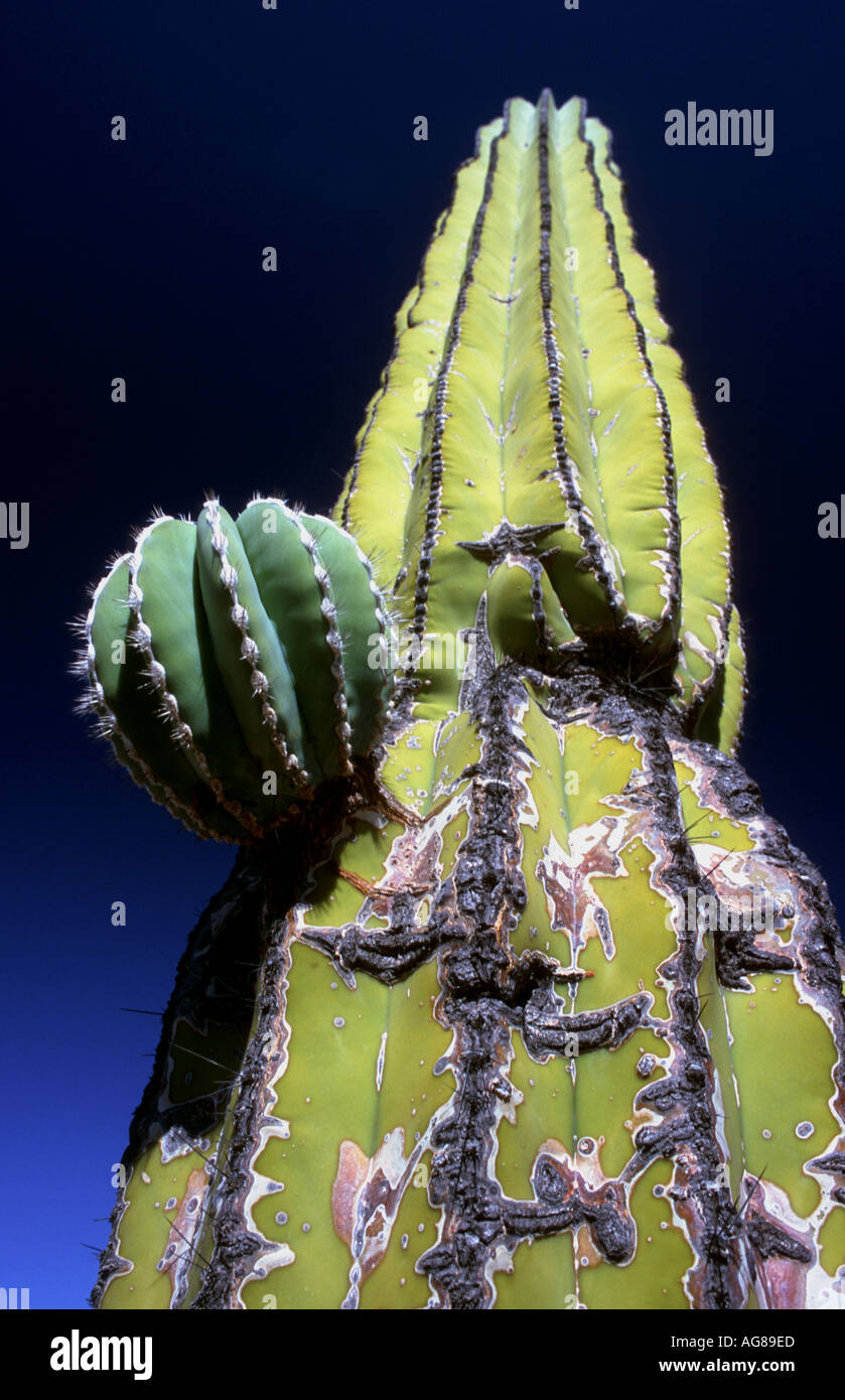 Phallic cactus hi-res stock photography and images - Alamy