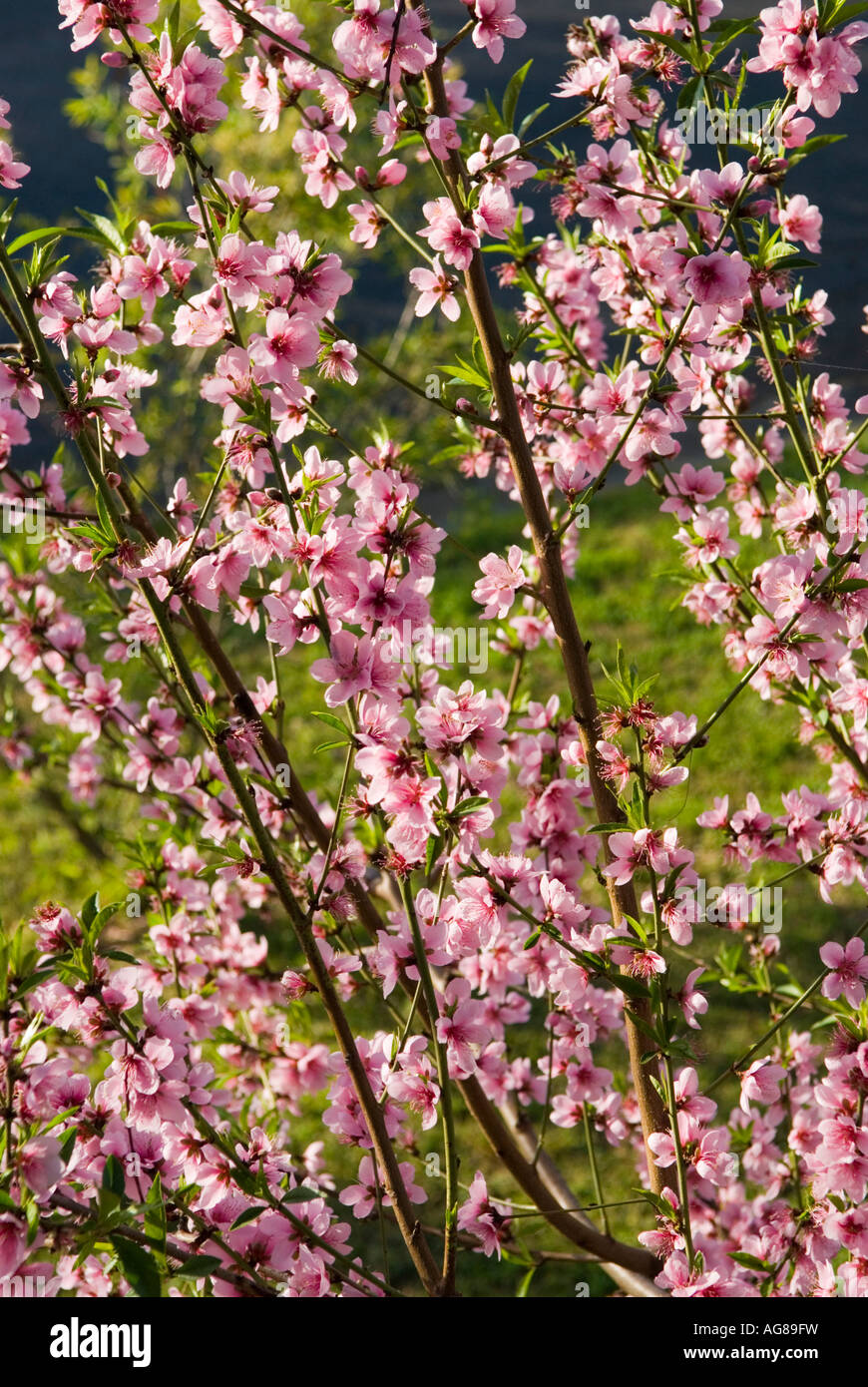 Tropical peach tree blossoms Brisbane Queensland Australia Stock Photo ...