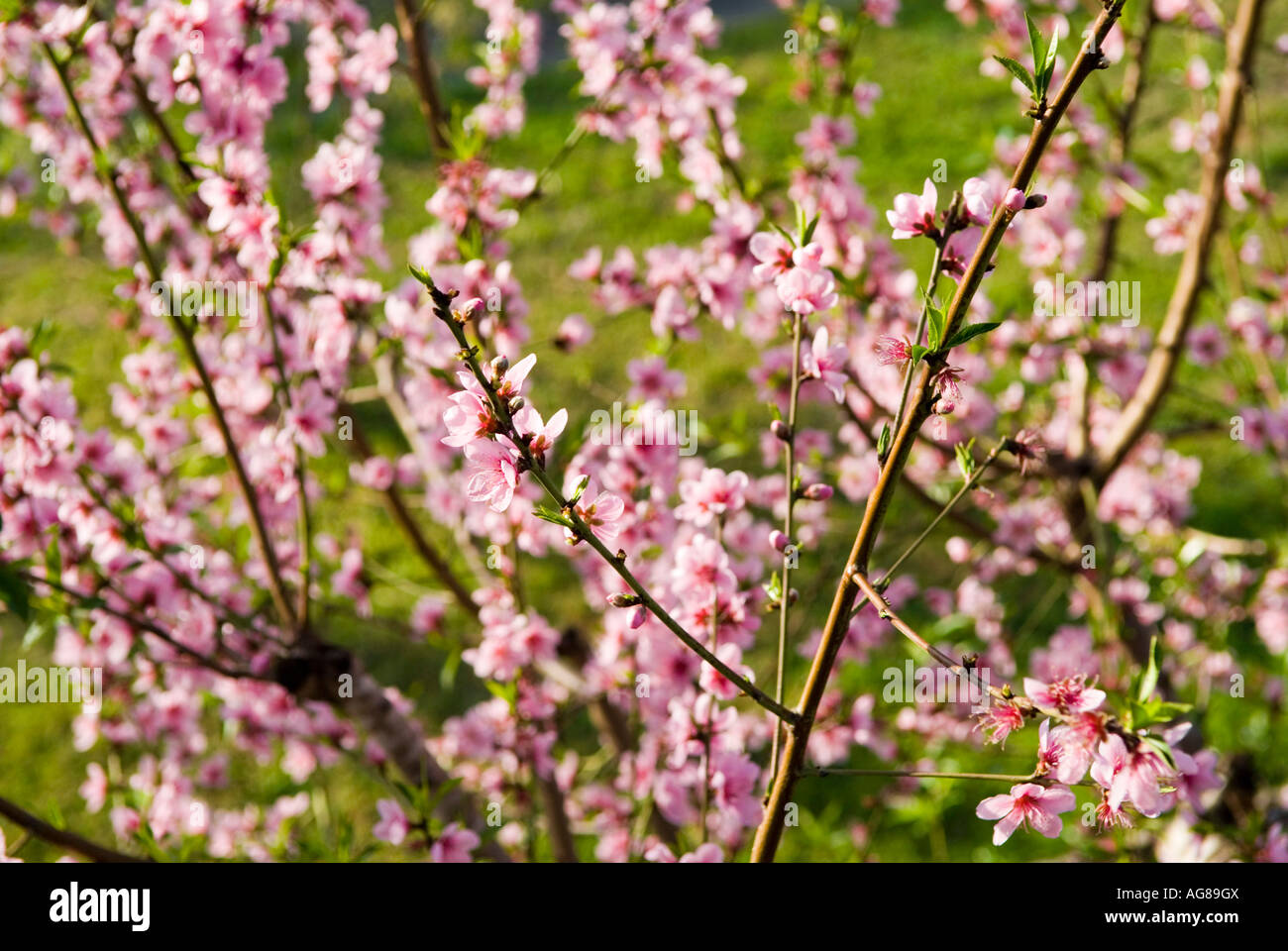 Tropical peach tree blossoms Brisbane Queensland Australia Stock Photo ...
