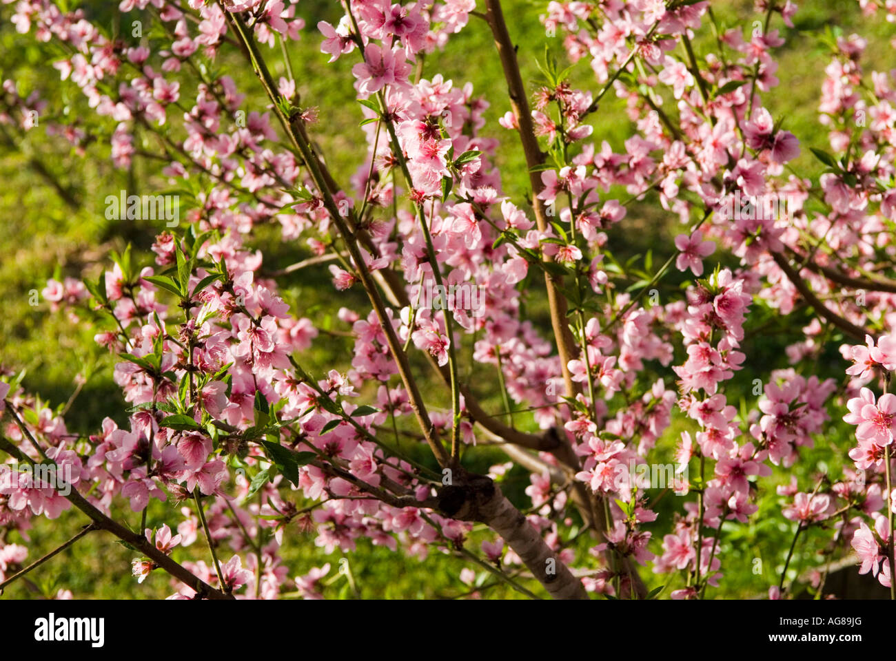 Tropical peach tree blossoms Brisbane Queensland Australia Stock Photo ...