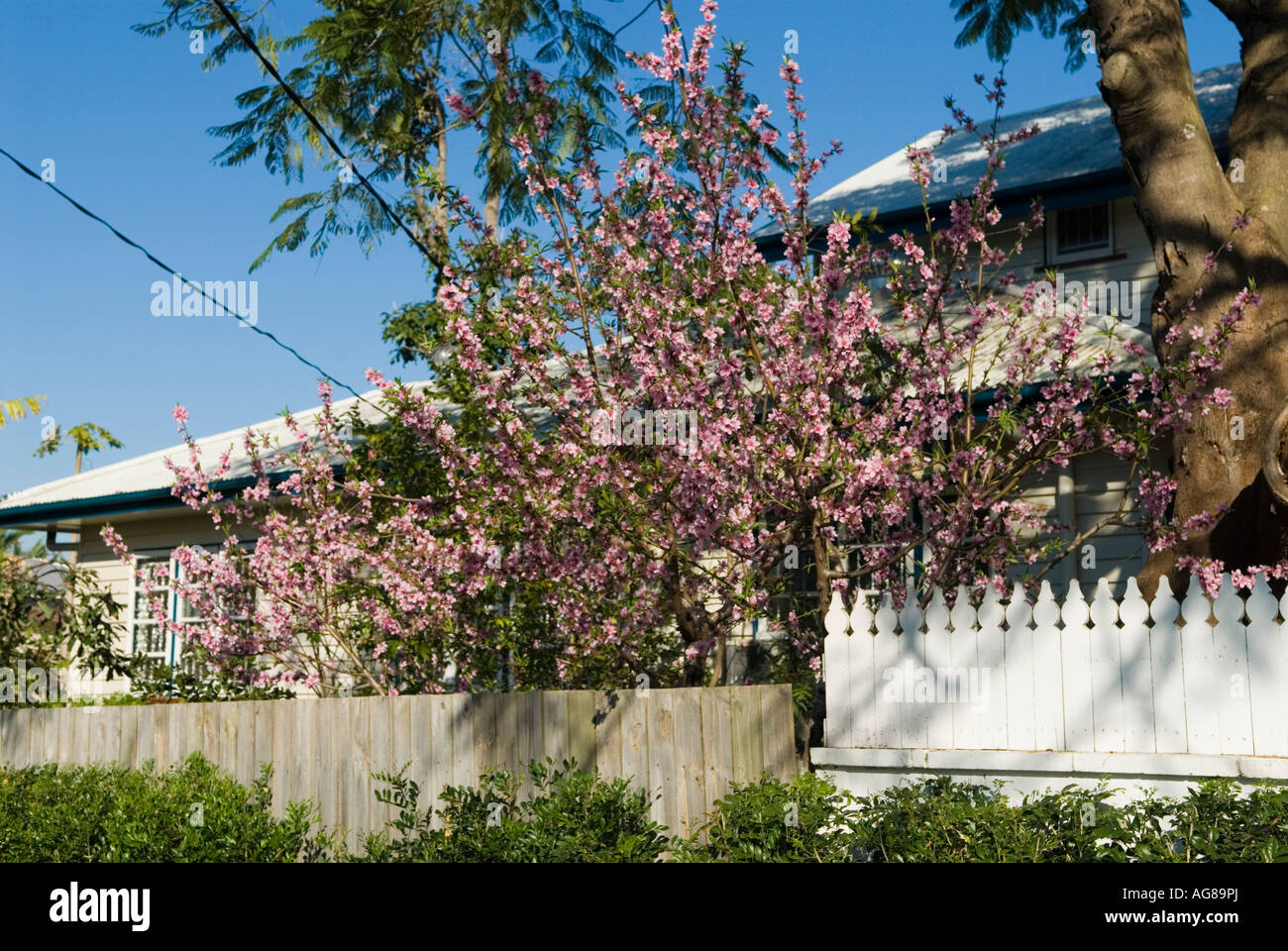 Tropical peach tree blossoms Brisbane Queensland Australia Stock Photo ...