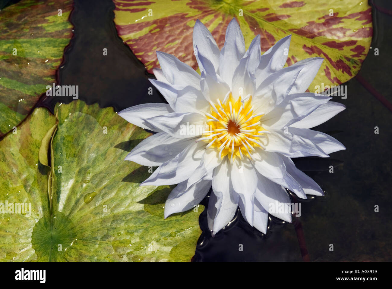 Water Lily Nymphaea Species Lotus Thailand Chiang Mai Queen Sirikit ...
