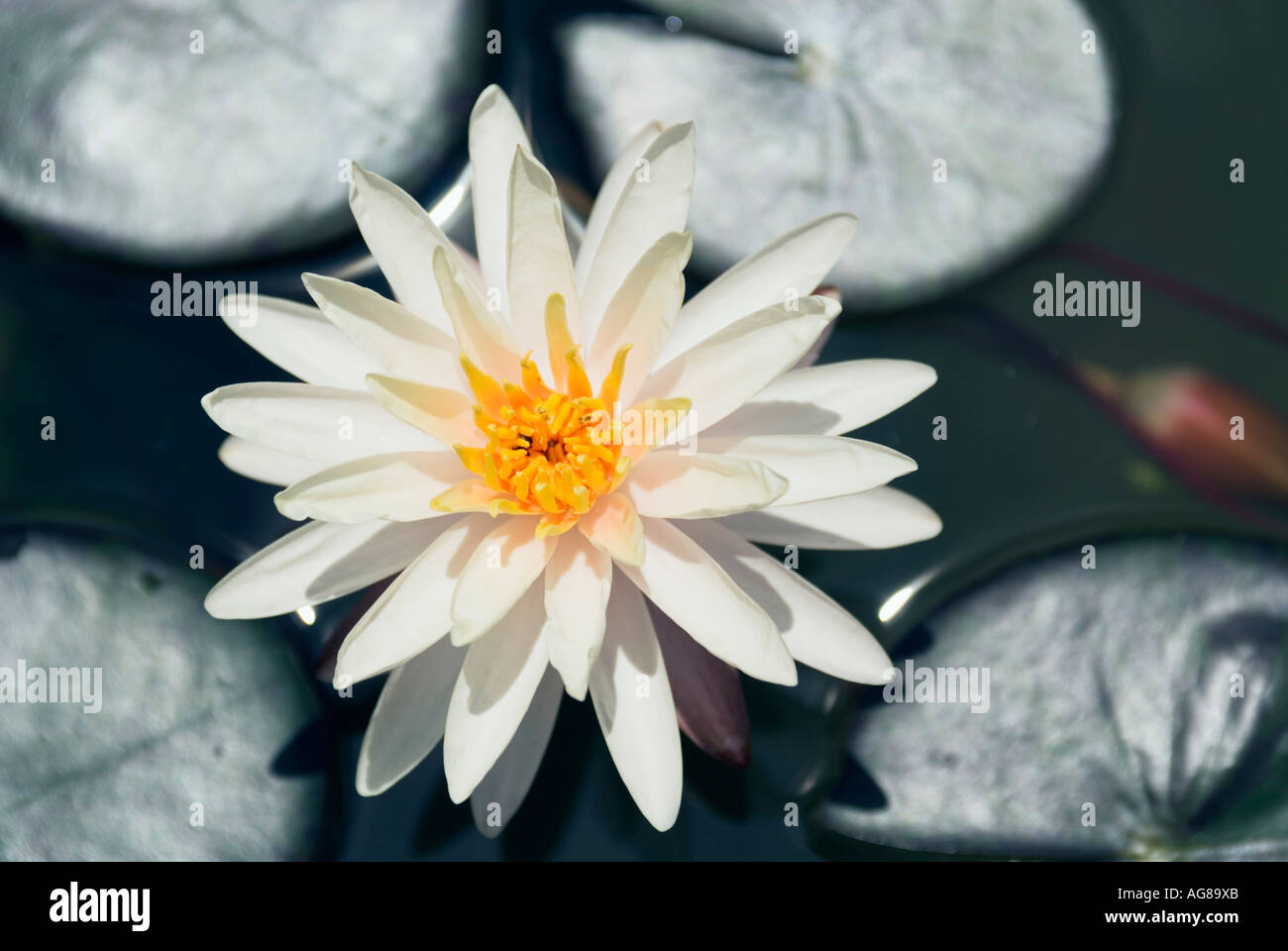Queen sirikit water lily hi-res stock photography and images - Alamy