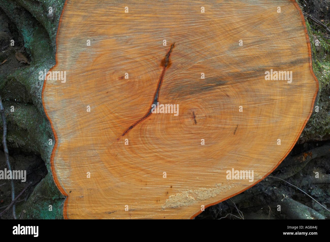 Cut Tree Trunk Stock Photo - Alamy