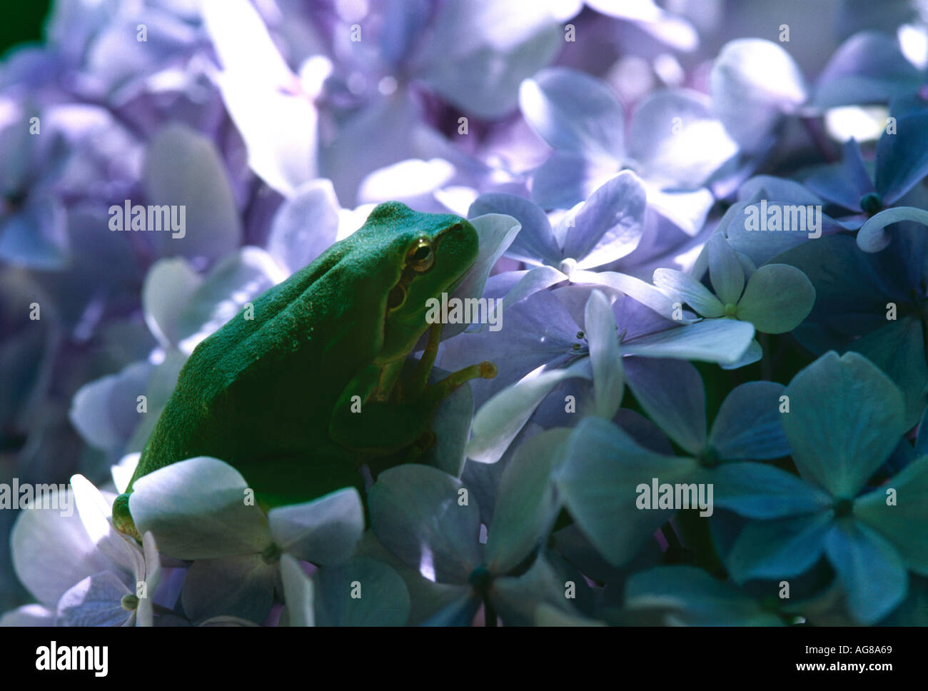 Common tree frog resting on hydrangea flower Stock Photo - Alamy