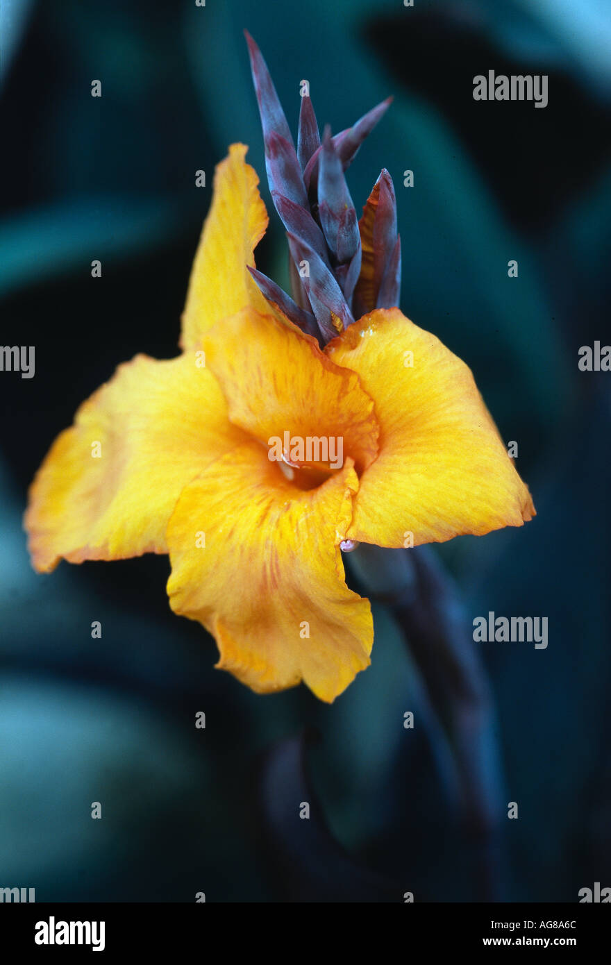 Flower of canna indica hi-res stock photography and images - Alamy