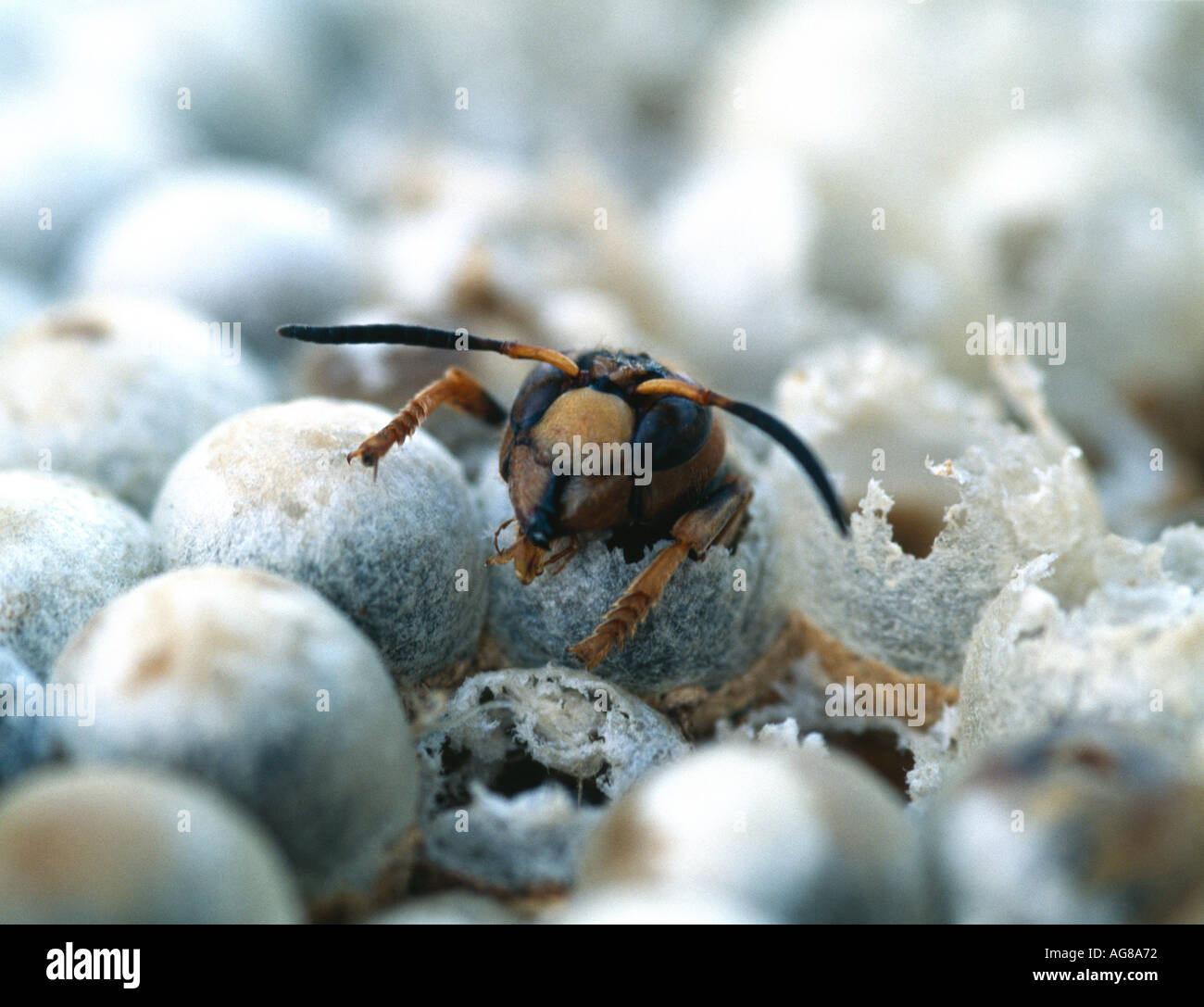 Hornet emerging from nest Stock Photo - Alamy