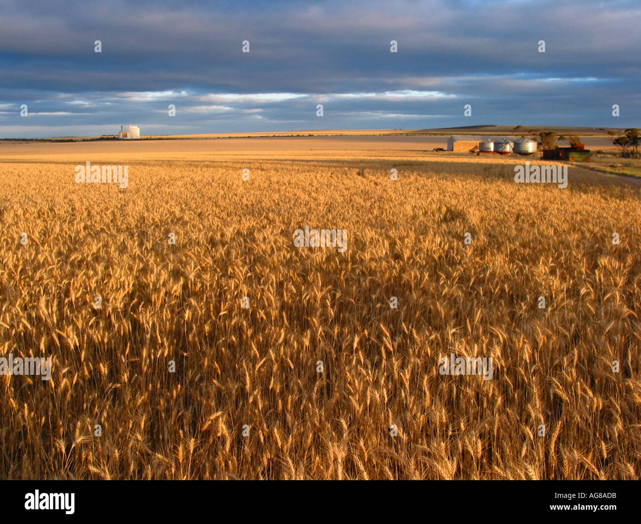 Wheat crops Australia High resolution digital camera image Stock Photo ...